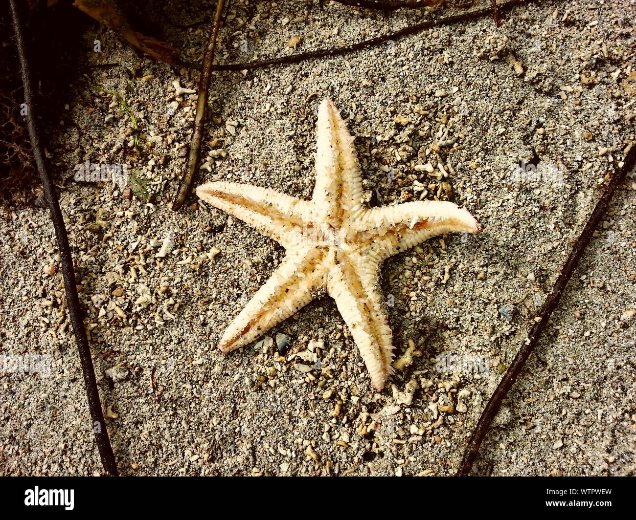 Death starfish hi-res stock photography and images - Alamy