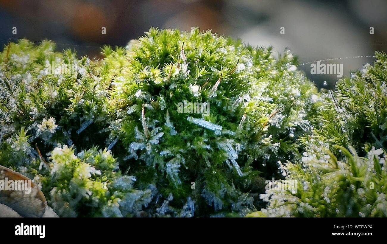 Frozen moss hi-res stock photography and images - Alamy