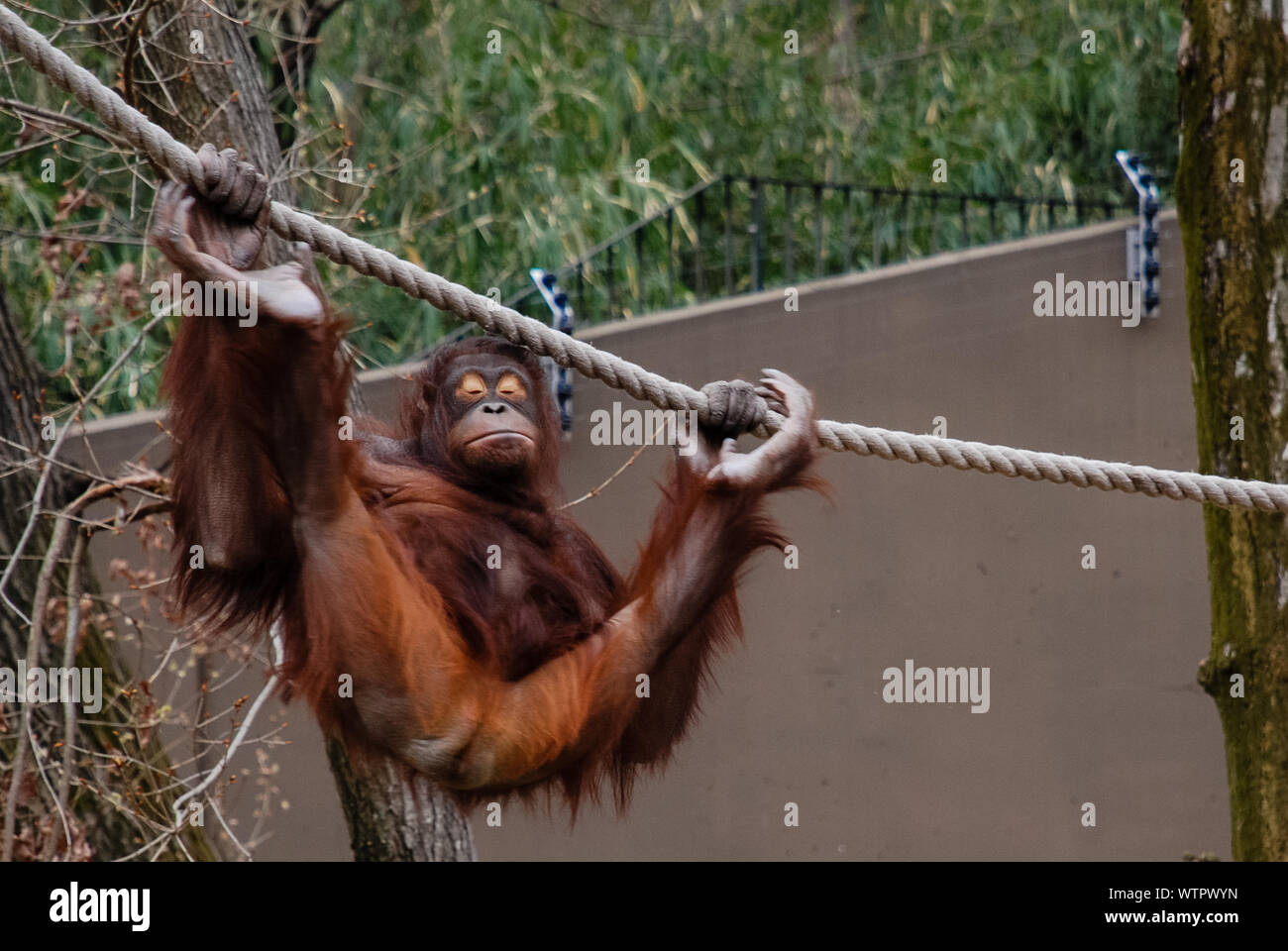 Hanging ape hi-res stock photography and images - Alamy