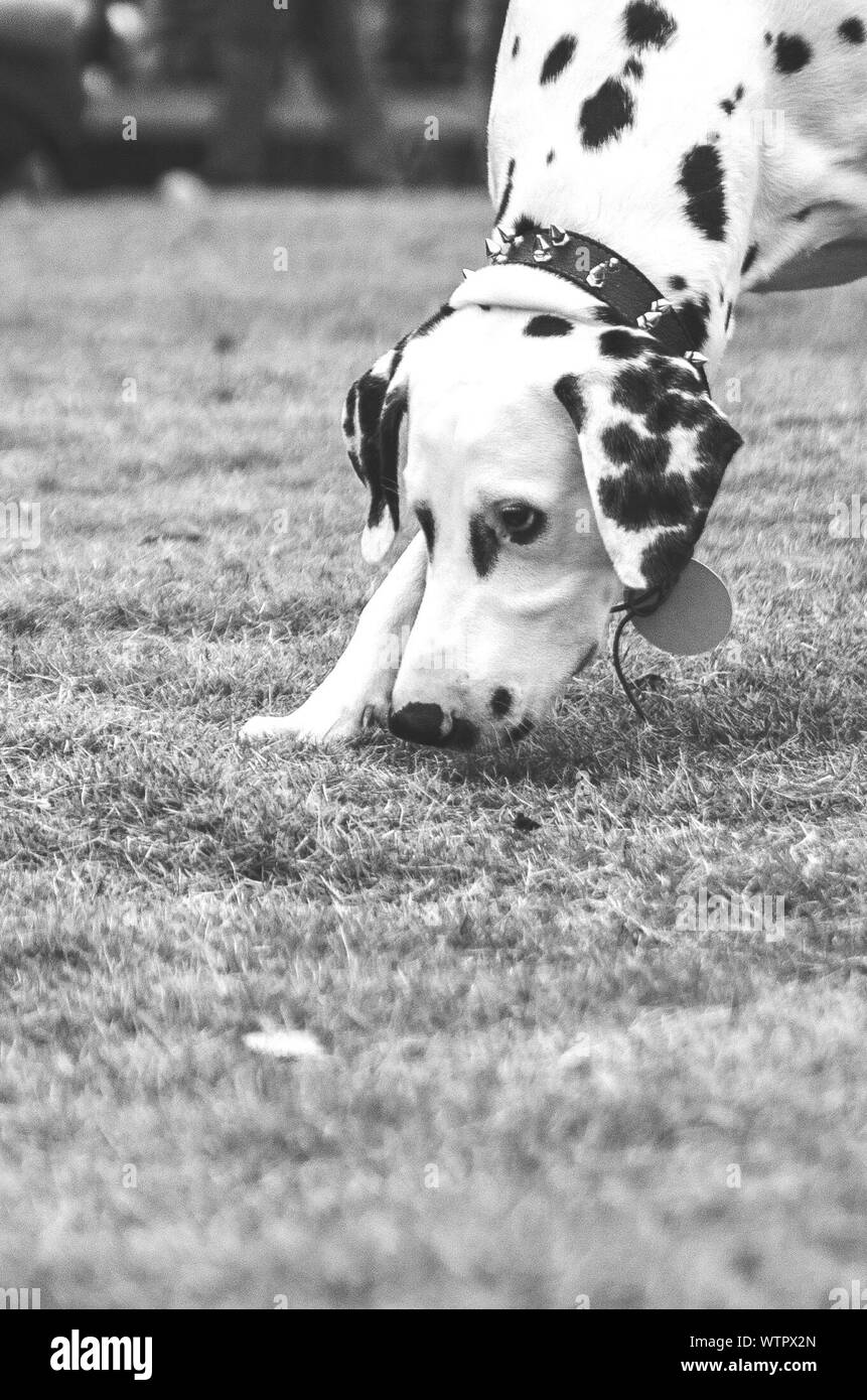 Smelling grass hi-res stock photography and images - Alamy