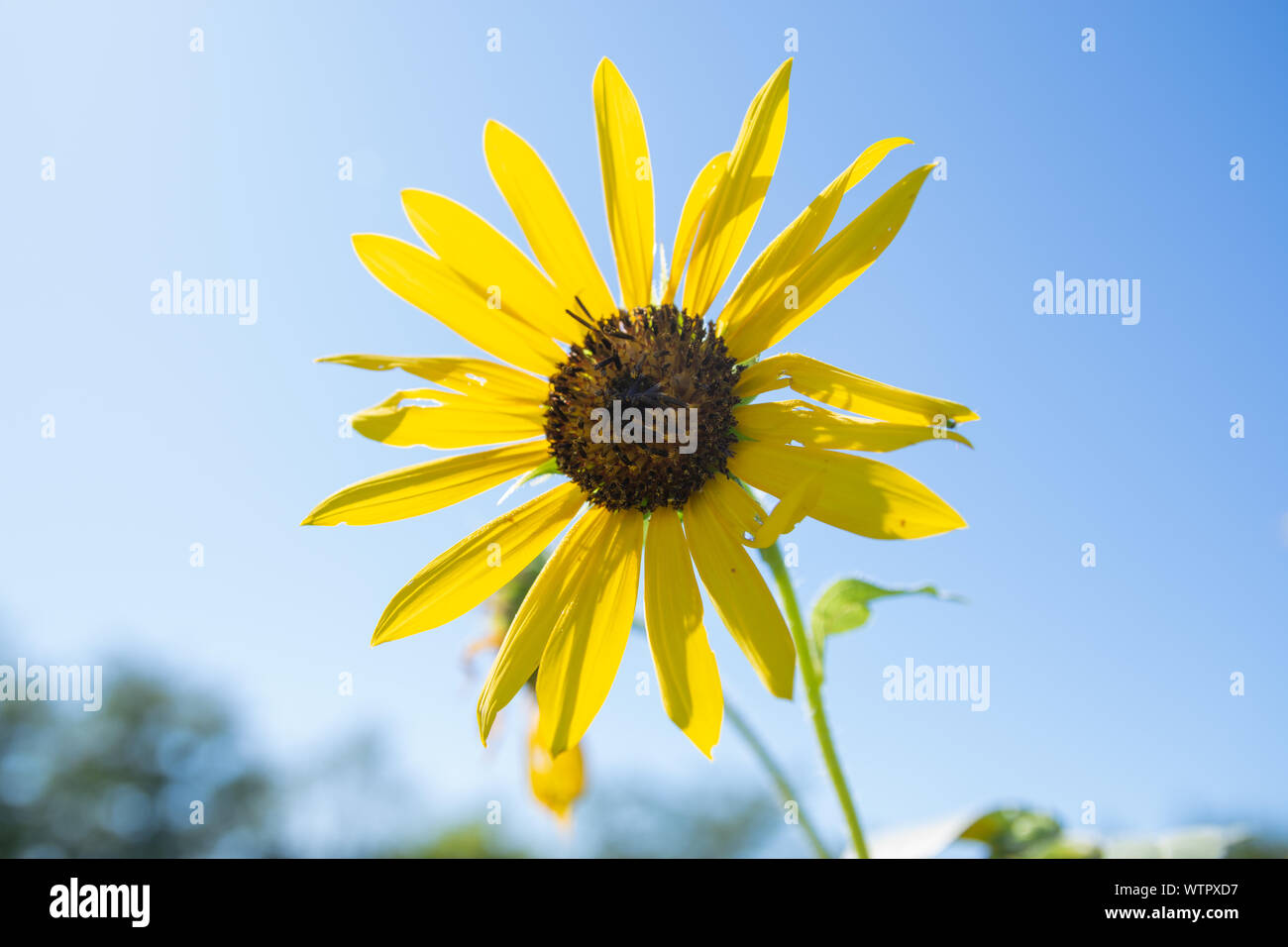 Lone weed blowing in the wind Stock Photo - Alamy
