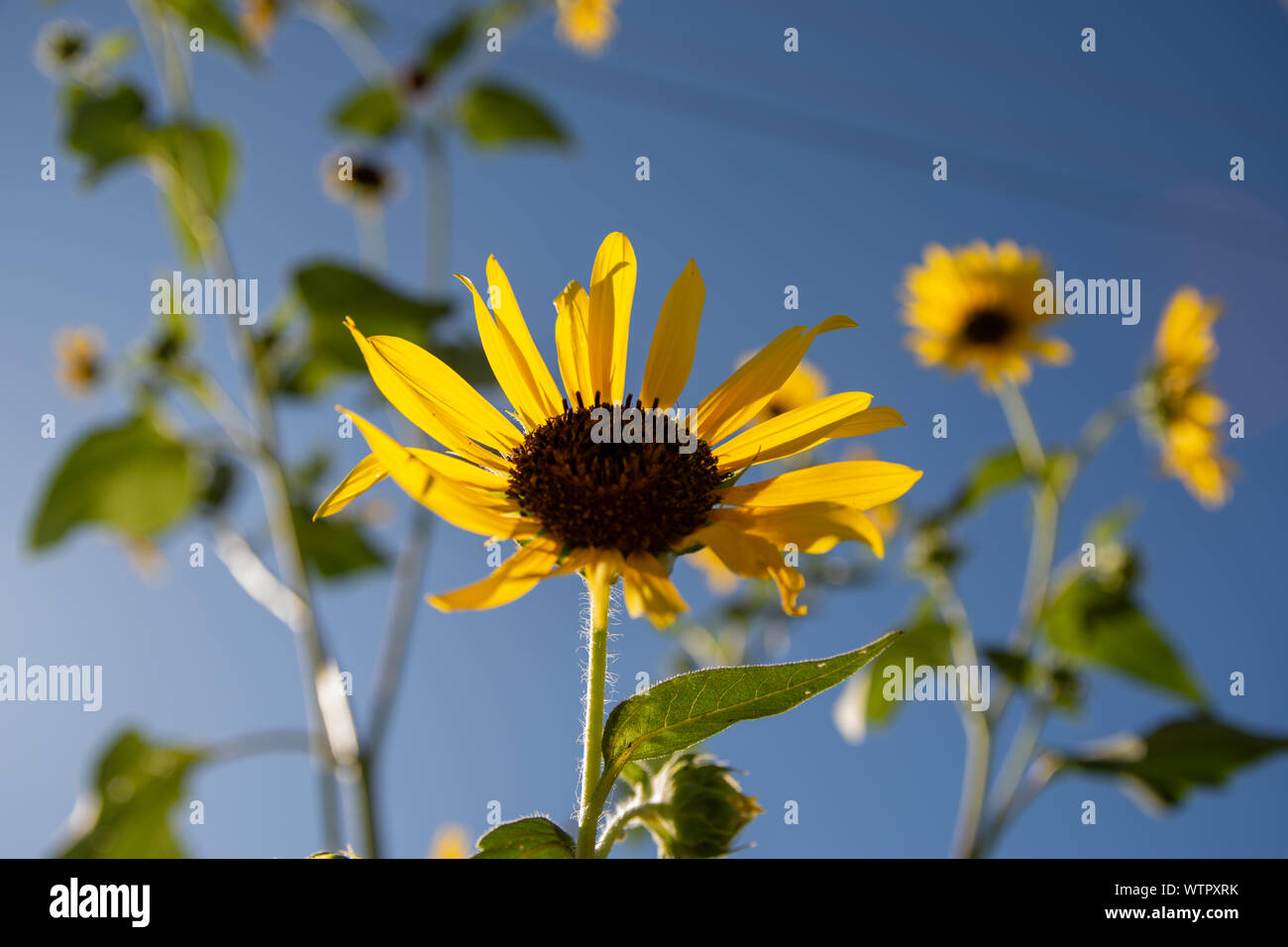Sunflowers together sunflower hi-res stock photography and images - Alamy