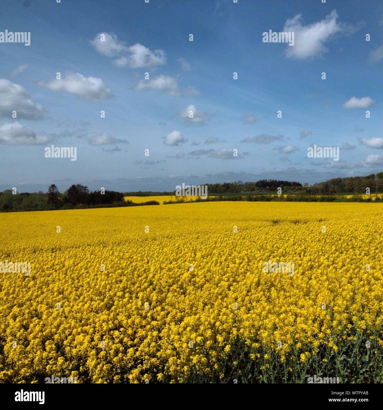 Beautiful flower trees hi-res stock photography and images - Alamy