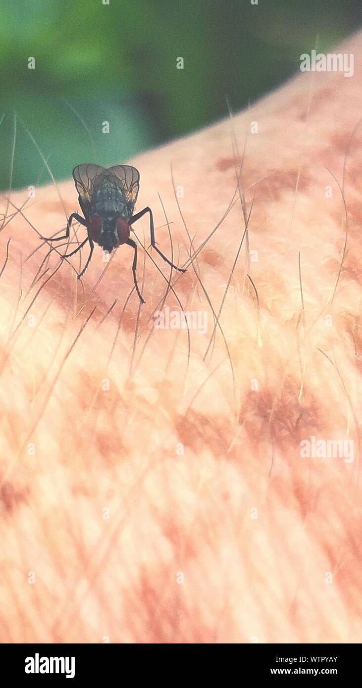 Close up house fly hi-res stock photography and images - Alamy