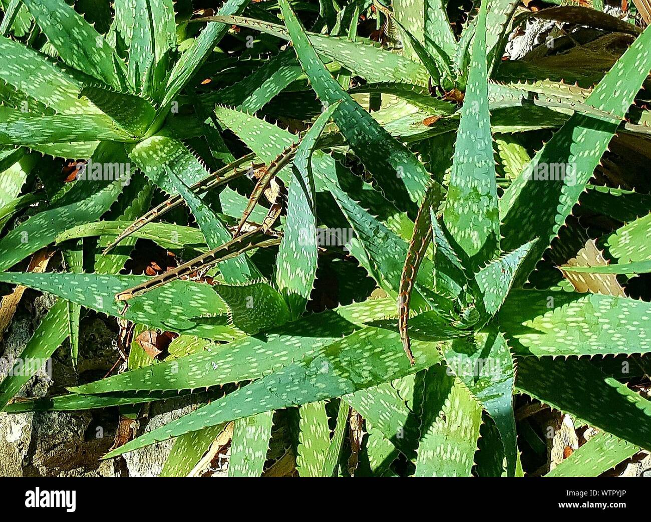 Cacti field hi-res stock photography and images - Alamy