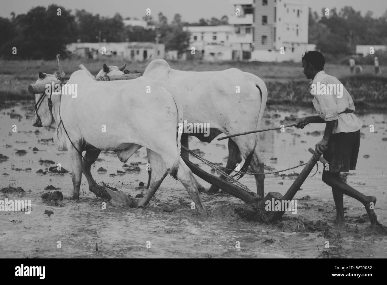 Side View Of Men And Cattle High Resolution Stock Photography and ...