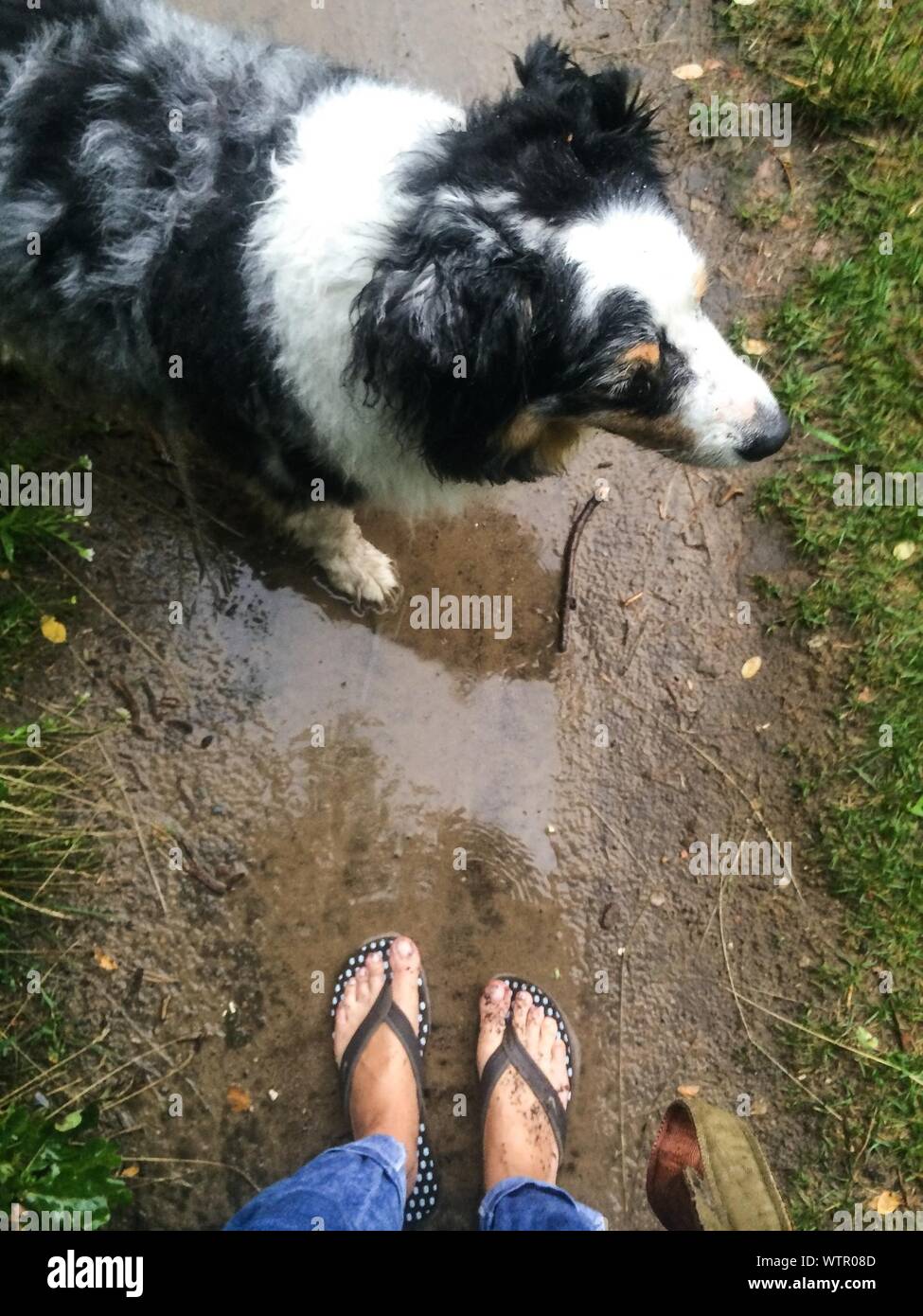 Dog with feet hi-res stock photography and images - Alamy