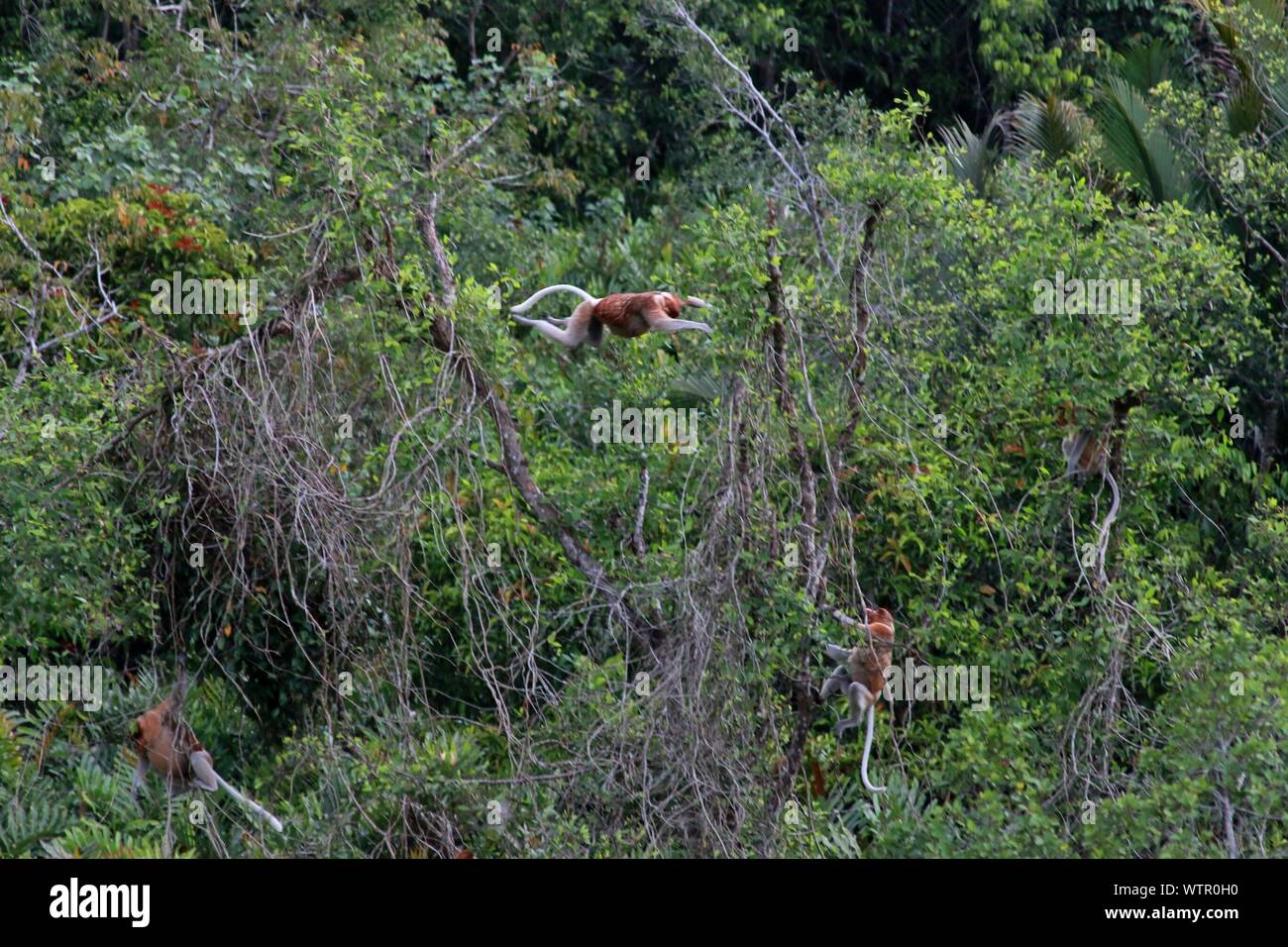 Monkey Trees Jumping High Resolution Stock Photography and Images - Alamy