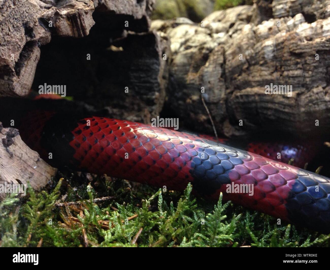 Snake Side View High Resolution Stock Photography and Images - Alamy