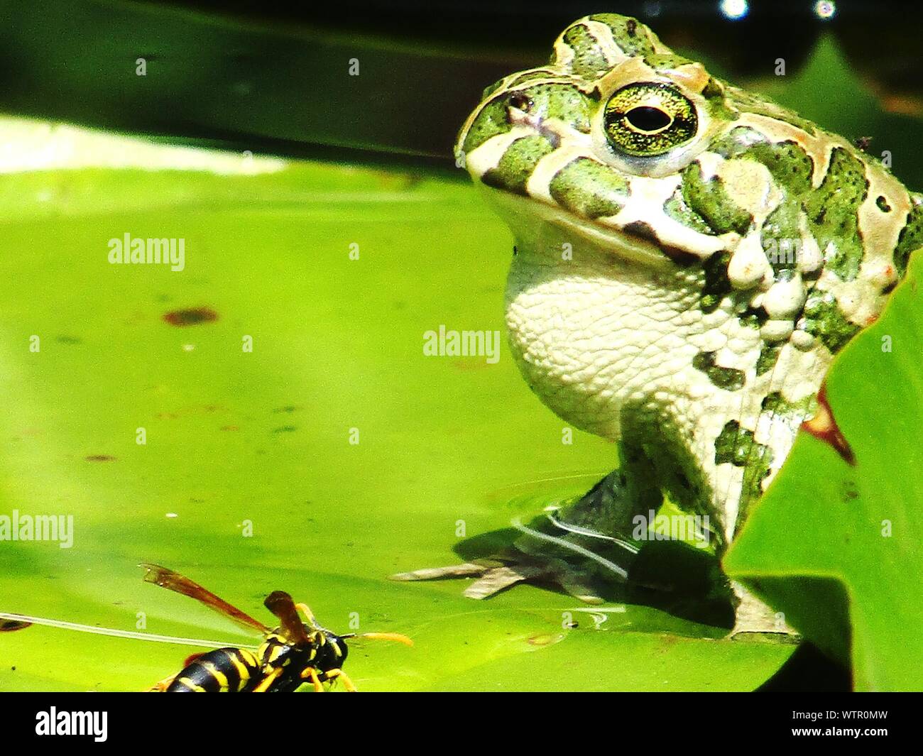 Lily pad insect hi-res stock photography and images - Alamy