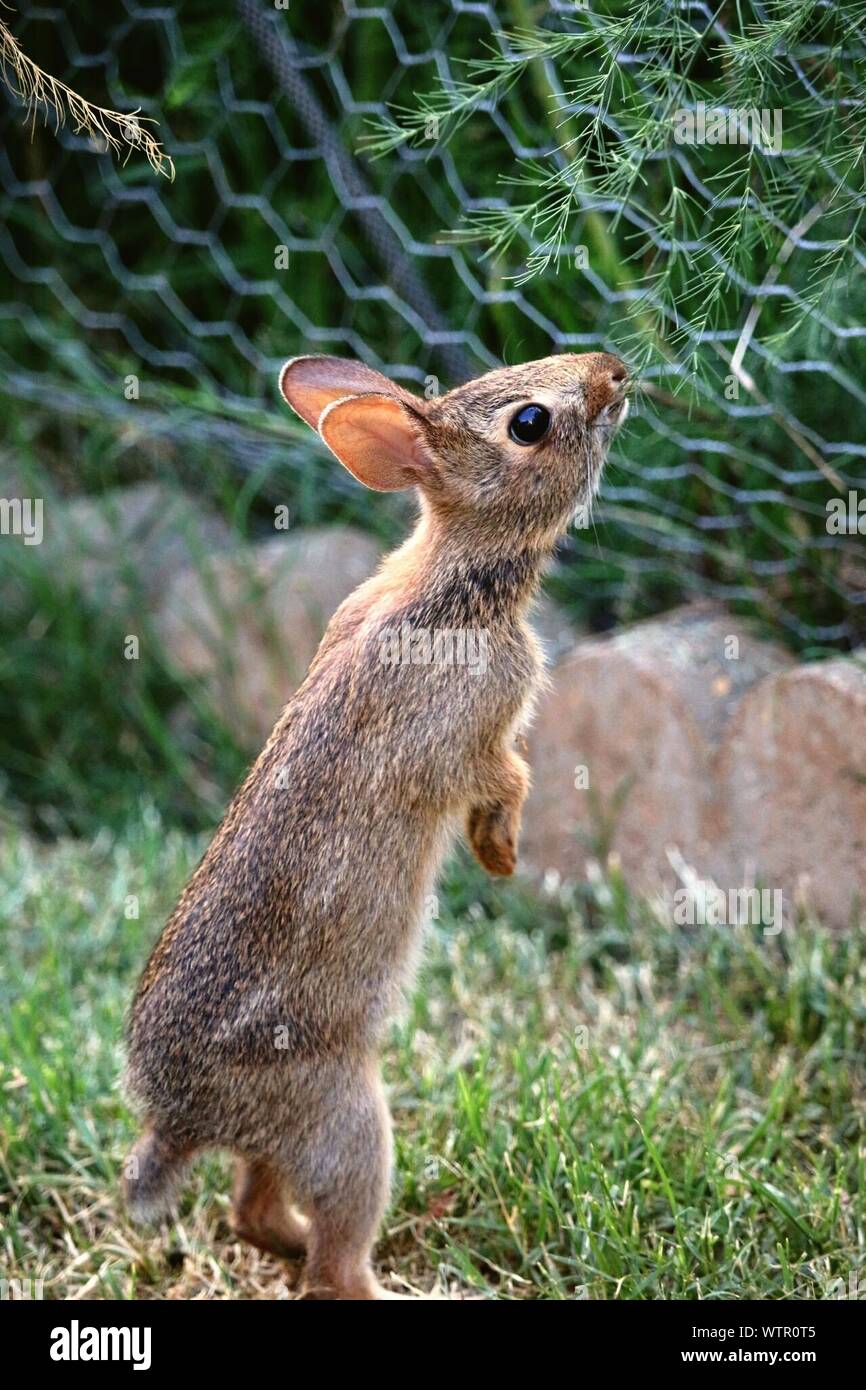 Curious rabbit hi-res stock photography and images - Alamy