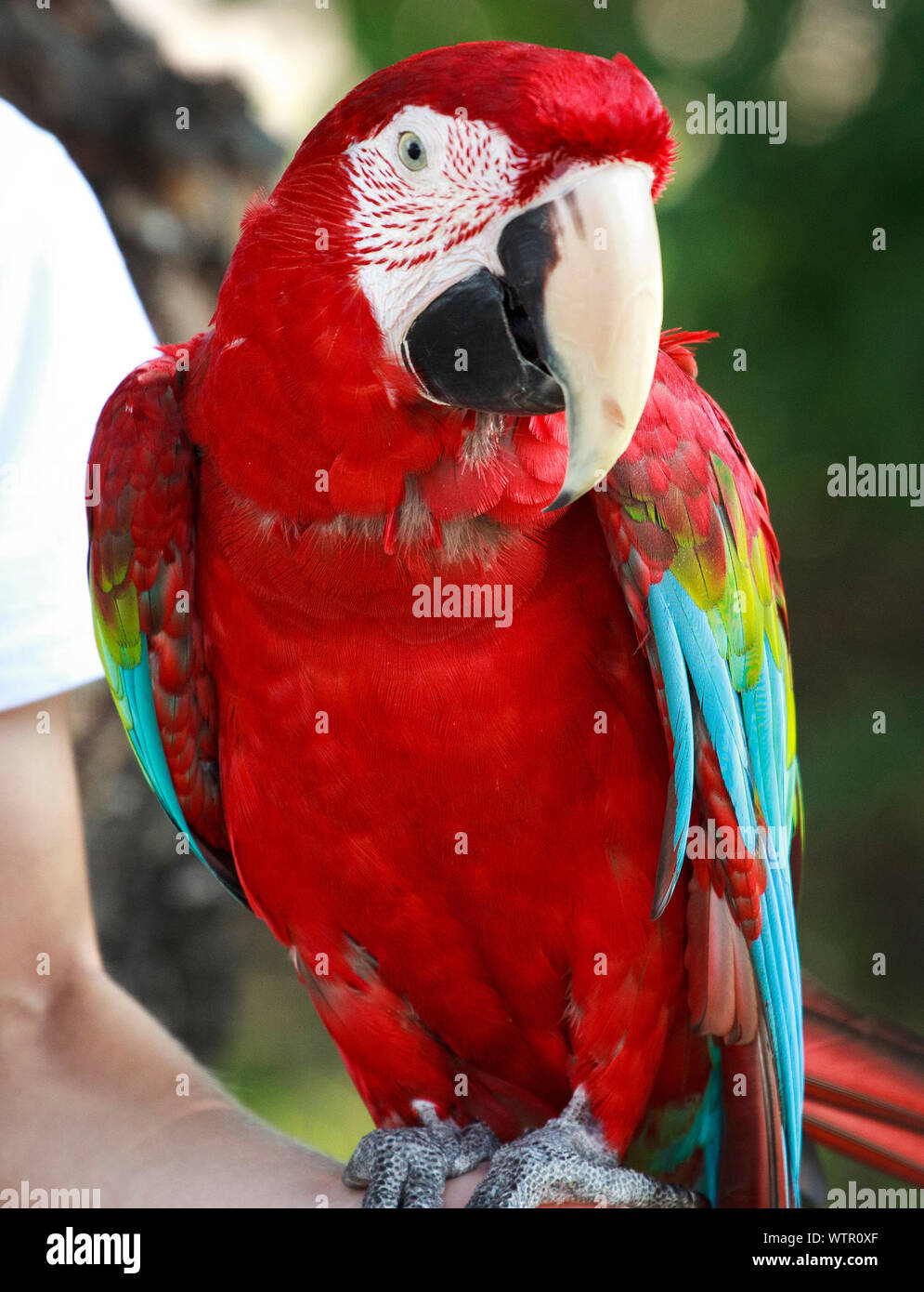 The real macaw hi-res stock photography and images - Alamy