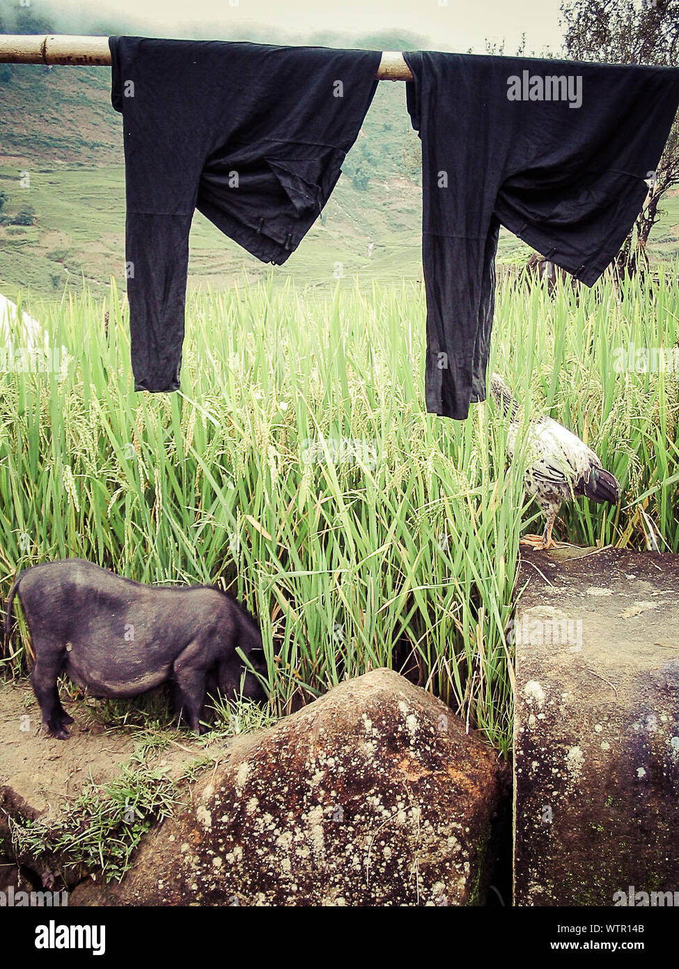 Farm Animals Chicken Pig High Resolution Stock Photography and Images ...