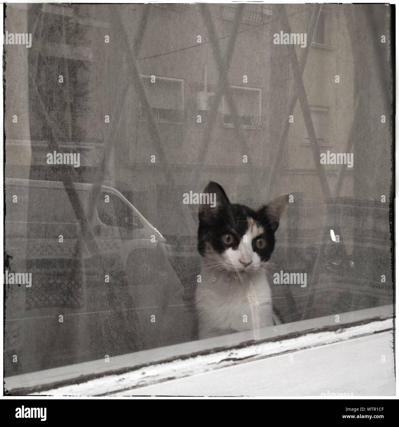 Glass cat Cut Out Stock Images & Pictures - Alamy