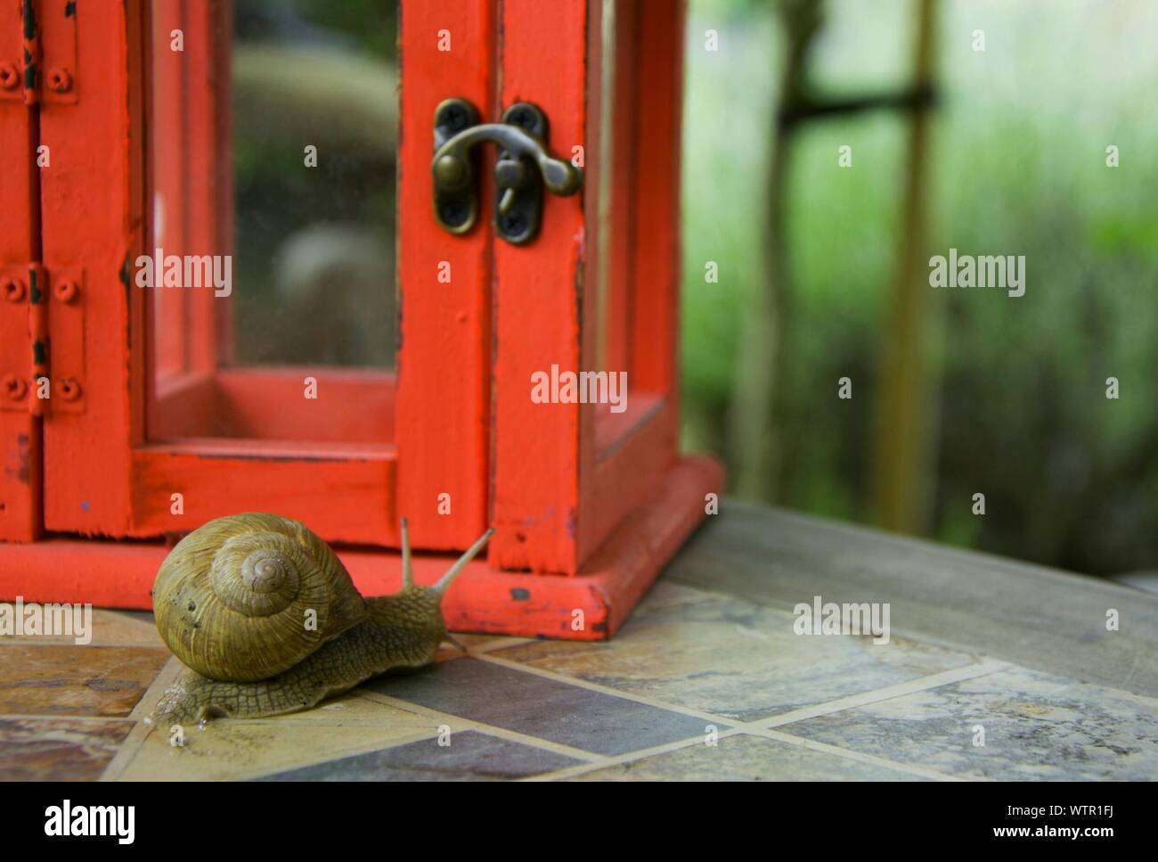 Red snail shell hi-res stock photography and images - Alamy