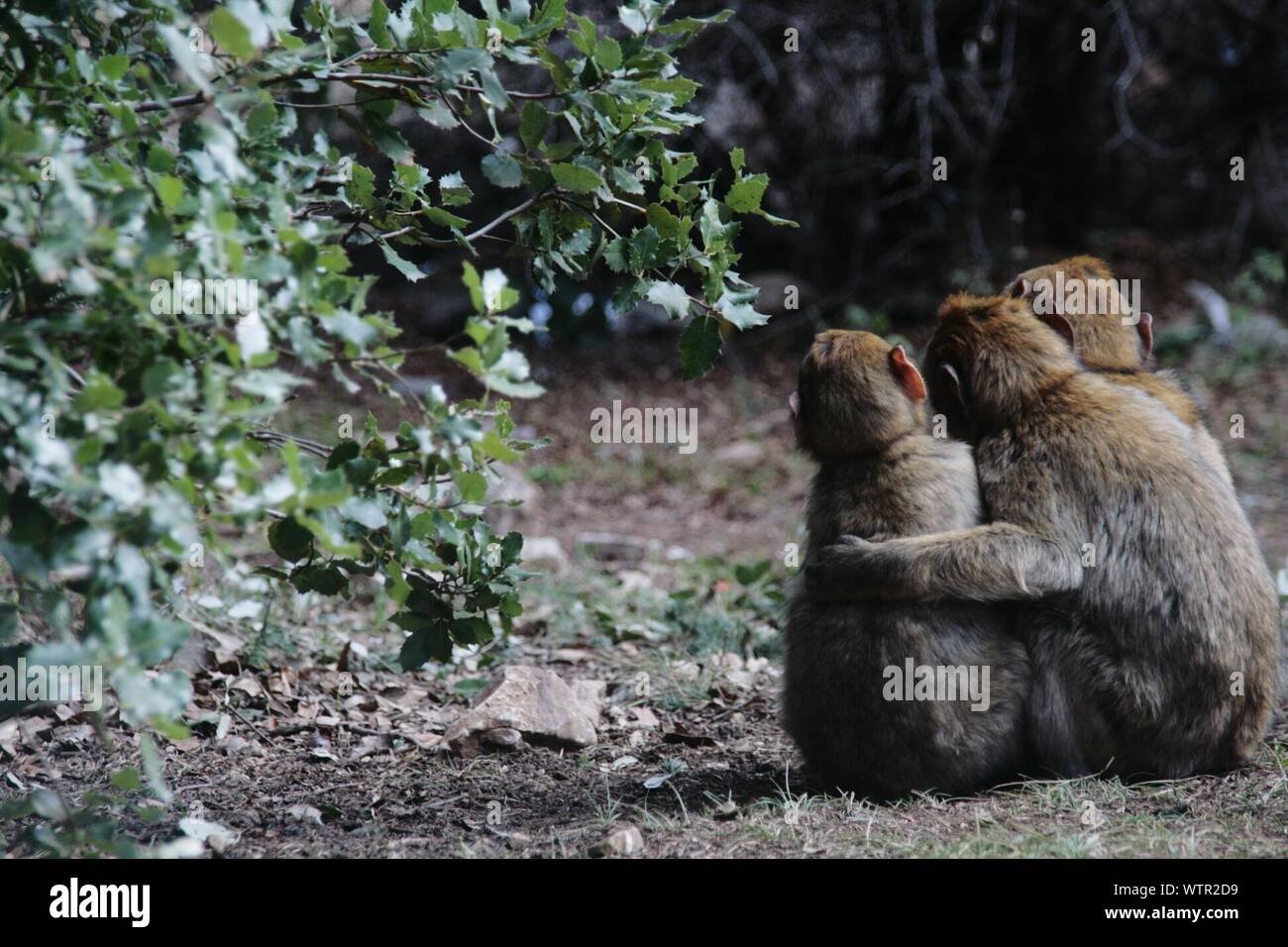 Huddling together for hi-res stock photography and images - Alamy