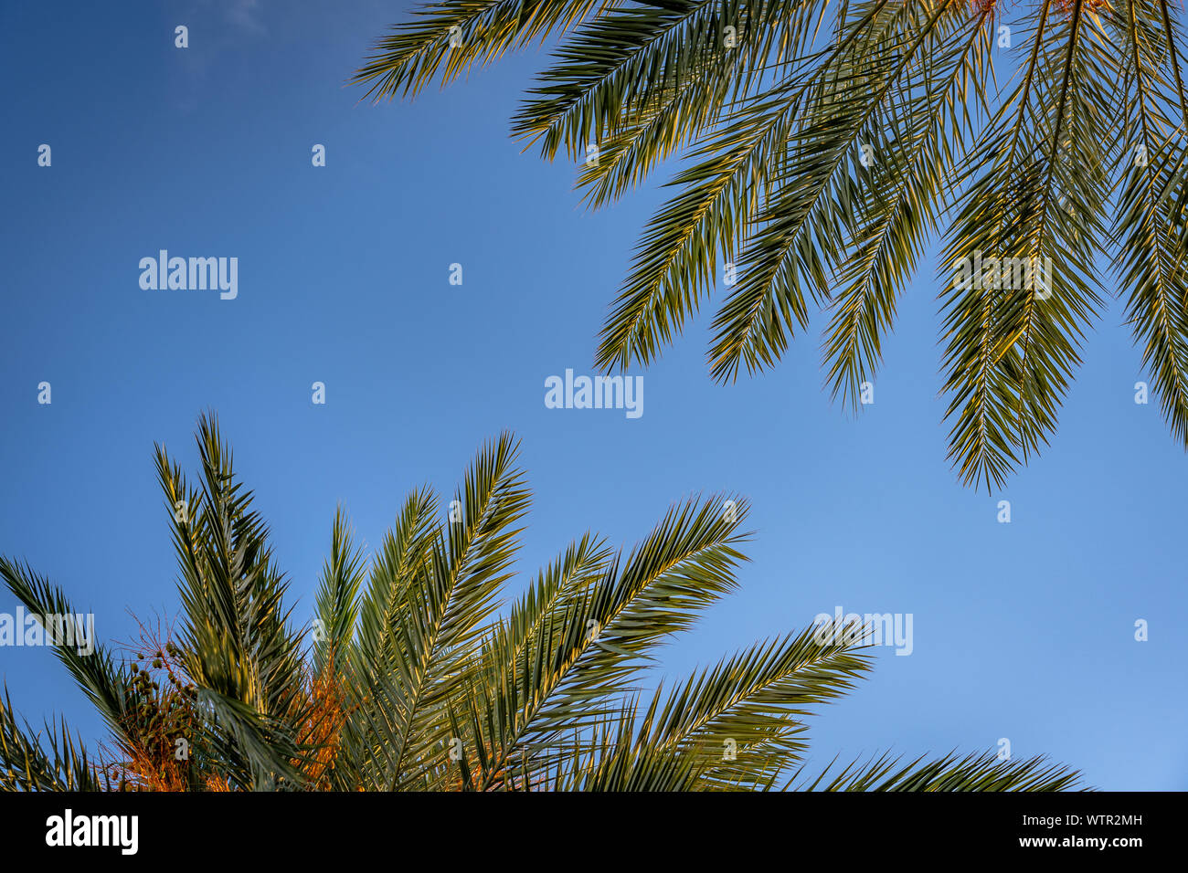 Looking up the palm tree leaves Stock Photo - Alamy