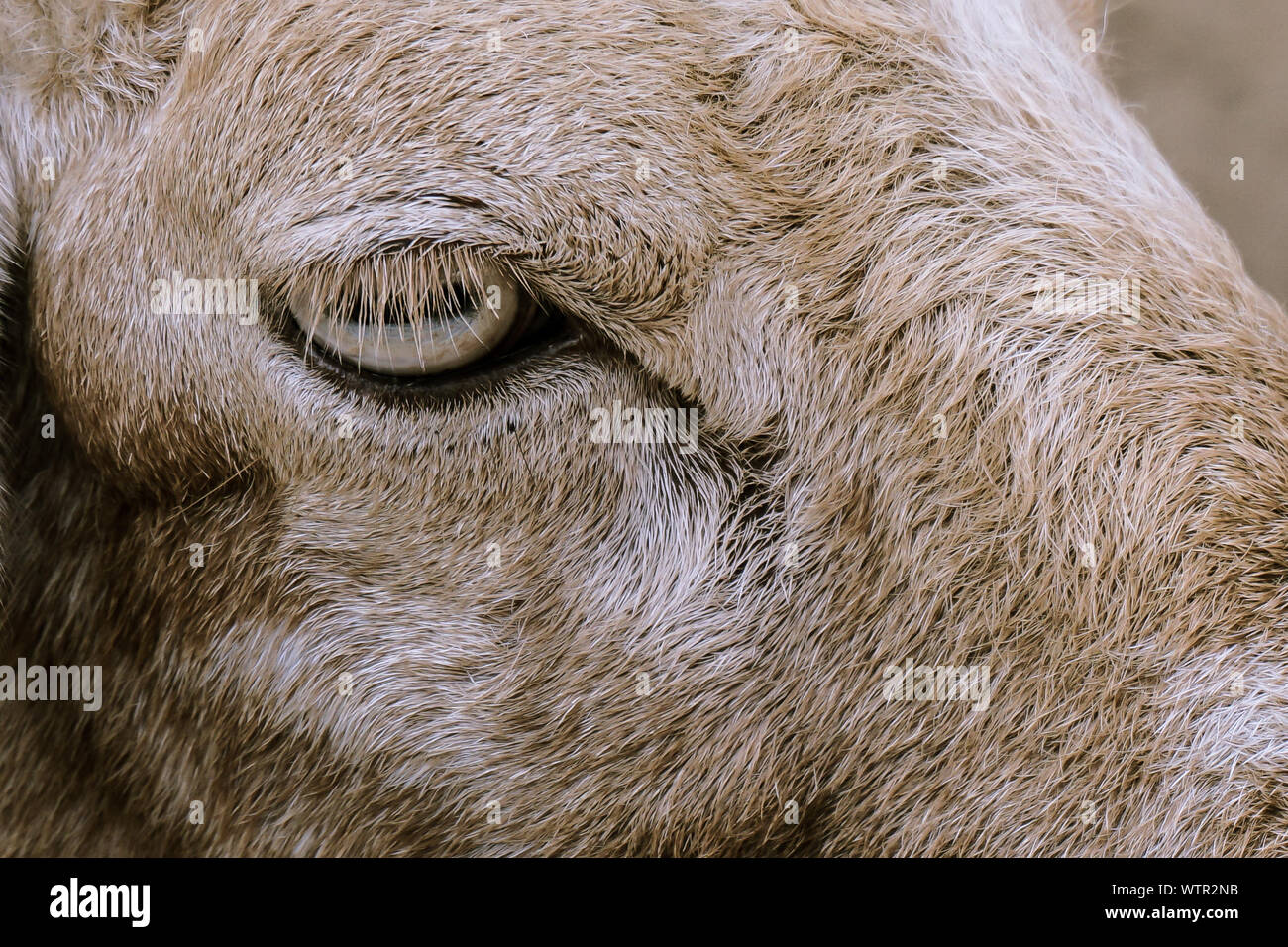 Goat Eye Close Up High Resolution Stock Photography and Images - Alamy
