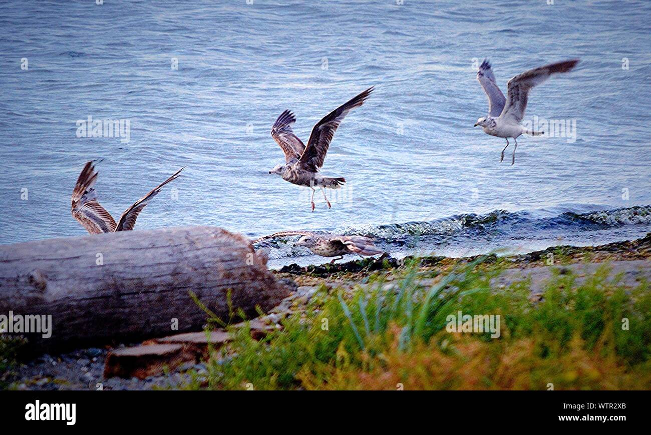 Side View Of Three Birds Flying Against Calm Water Stock Photo - Alamy