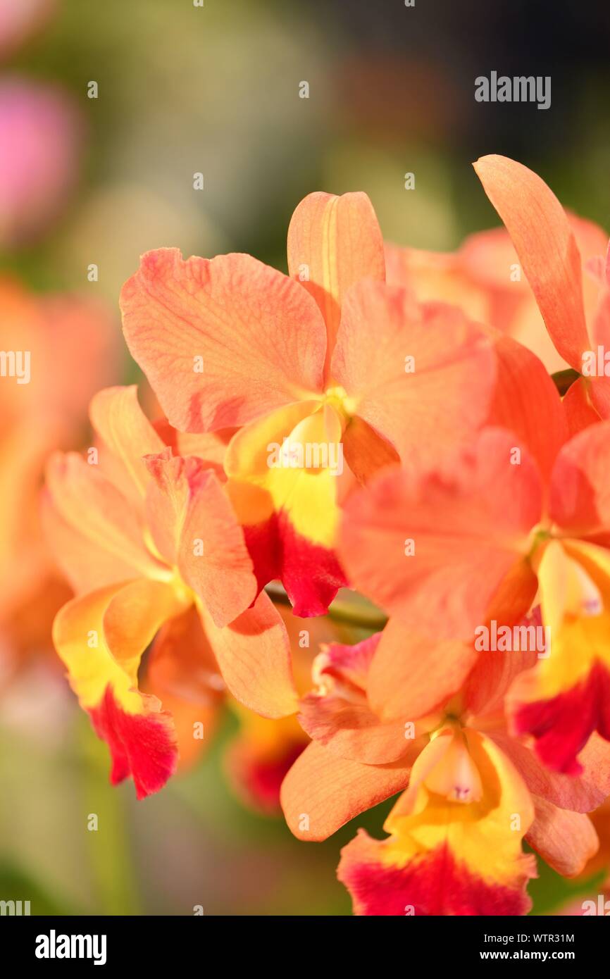 Orange orchid close hi-res stock photography and images - Alamy