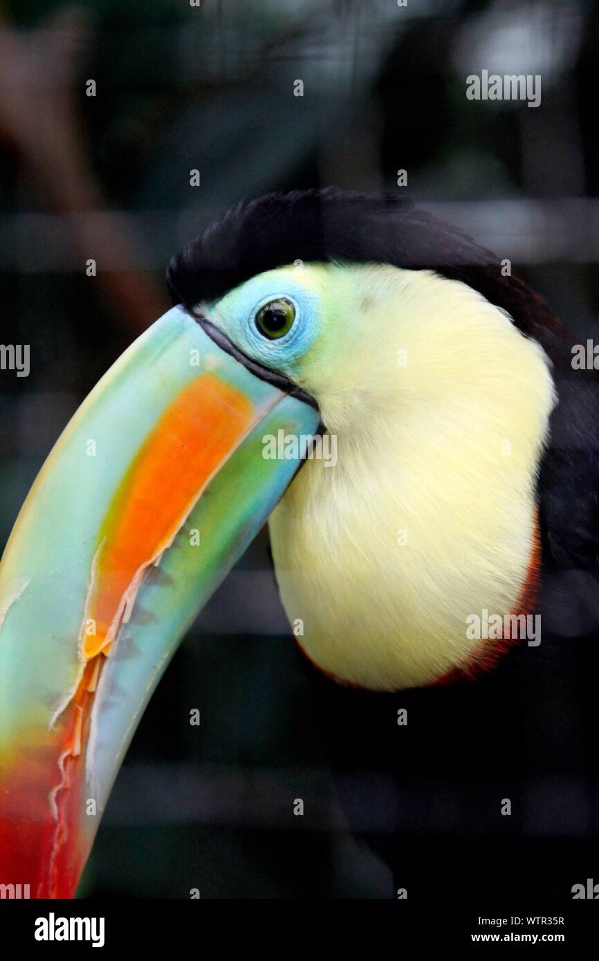 Toucan Profile High Resolution Stock Photography and Images - Alamy