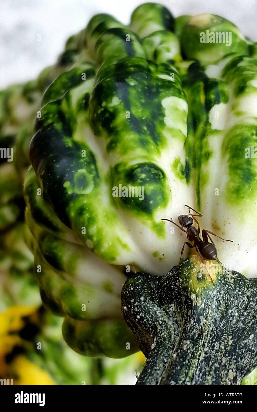 Crawling ant hi-res stock photography and images - Alamy