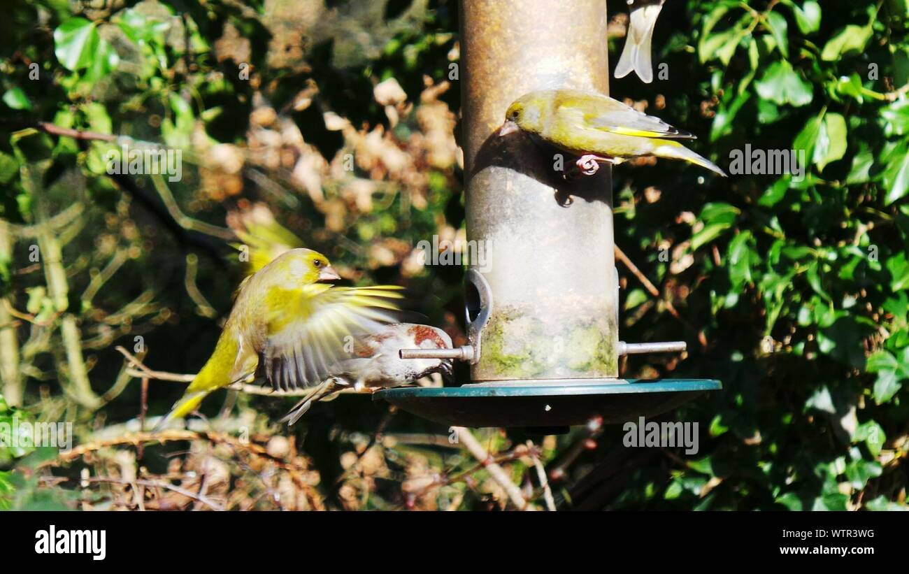 Two birds feeder hi-res stock photography and images - Alamy