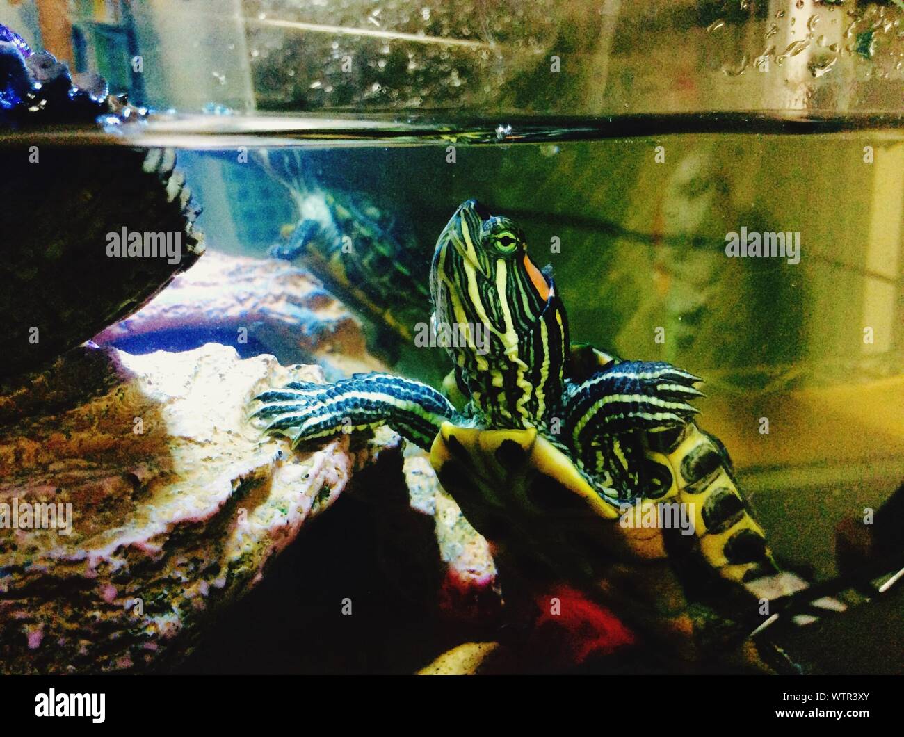 Sea water turtle tank hi-res stock photography and images - Alamy