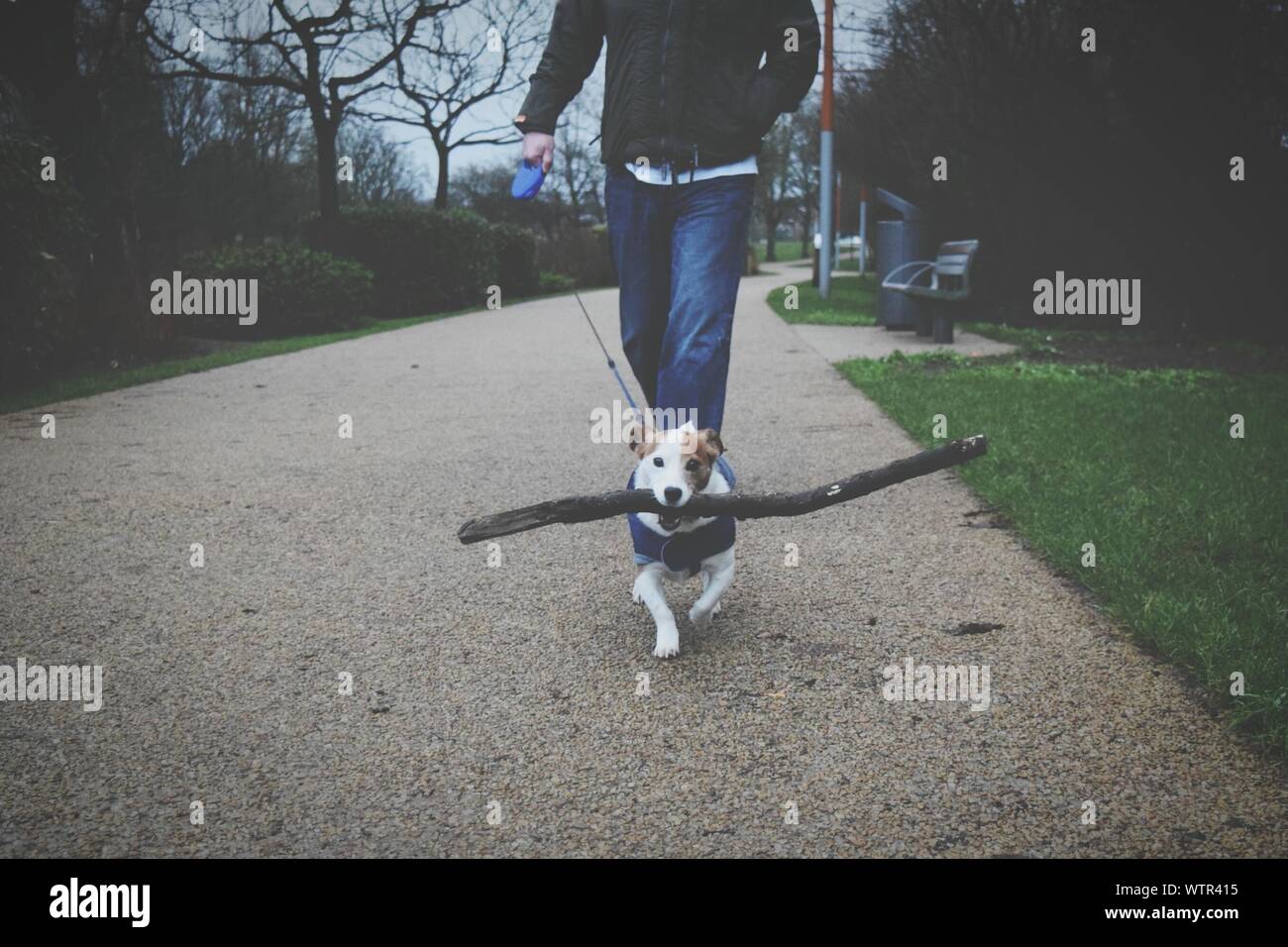 Man jack russell terrier dog hi-res stock photography and images - Alamy