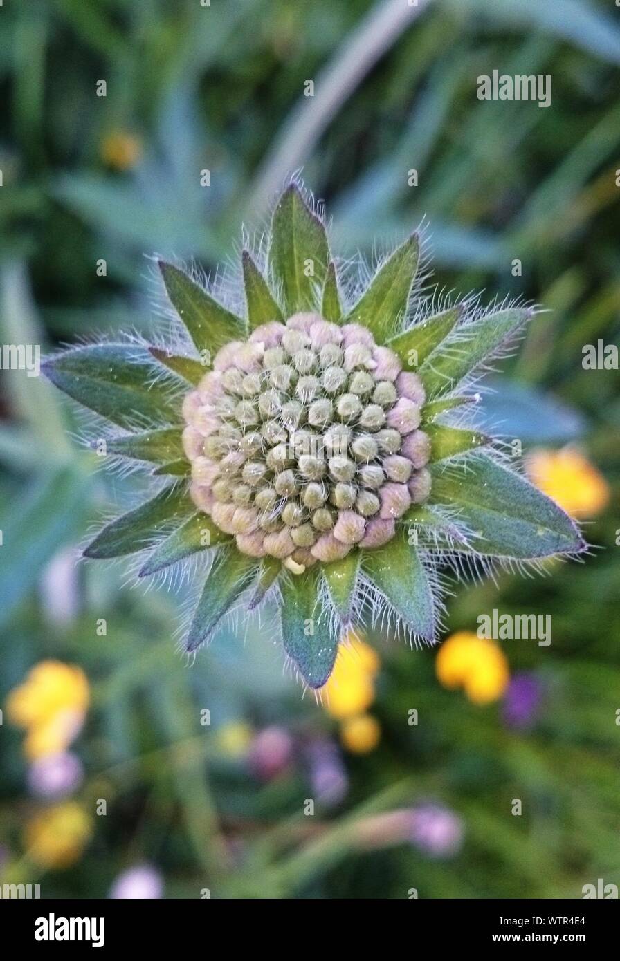 Flowering shrubs hi-res stock photography and images - Alamy