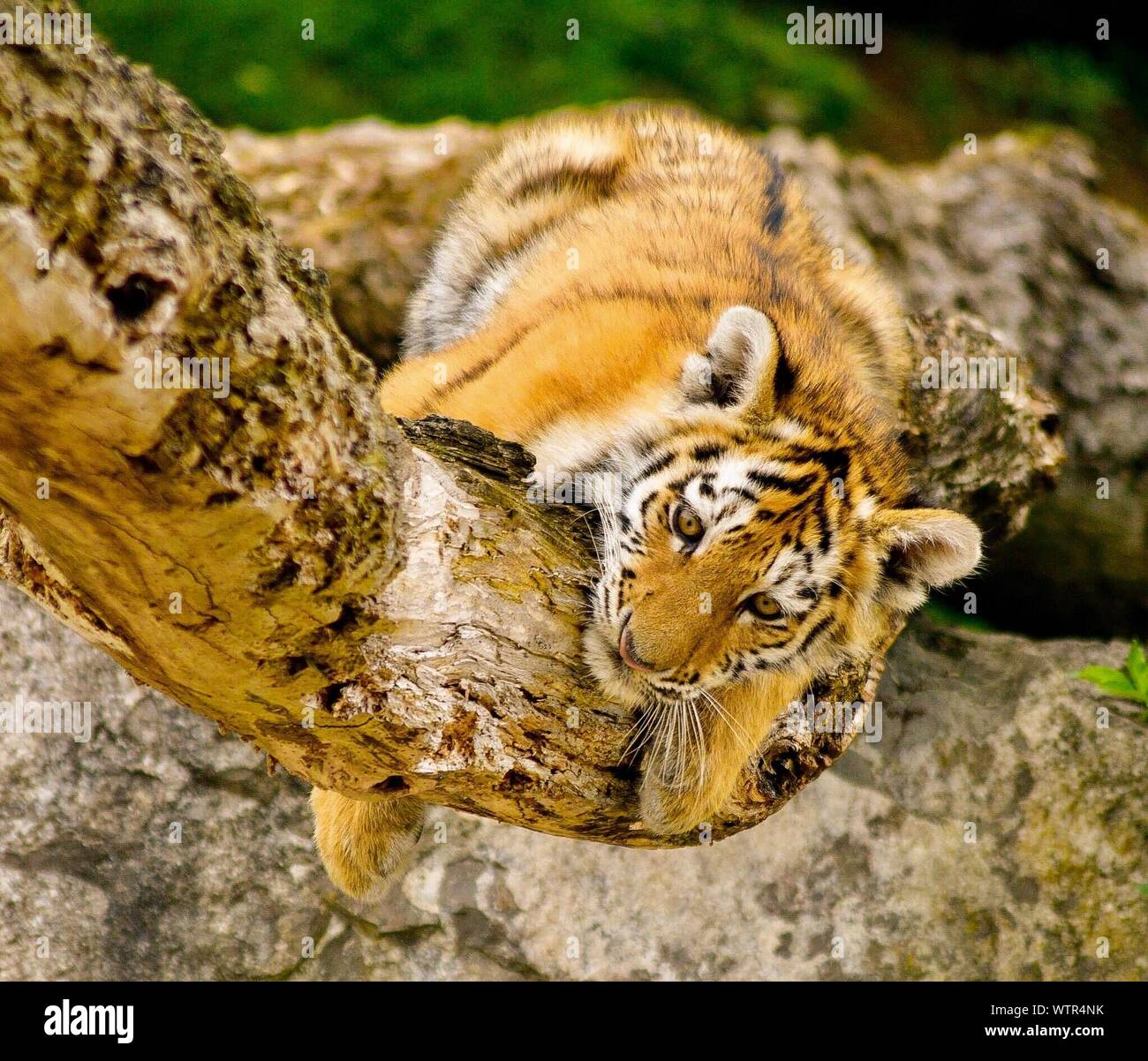 Tiger on tree hi-res stock photography and images - Alamy