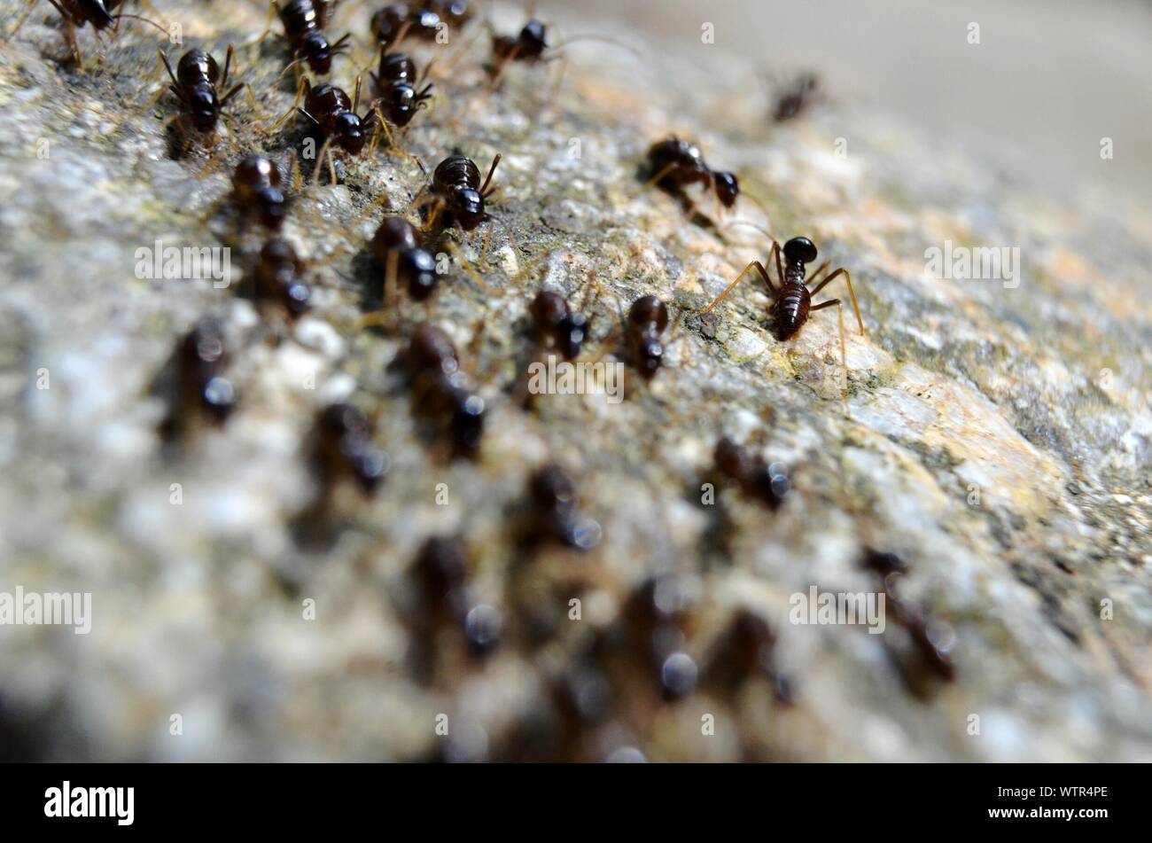 Ants on rock hi-res stock photography and images - Alamy