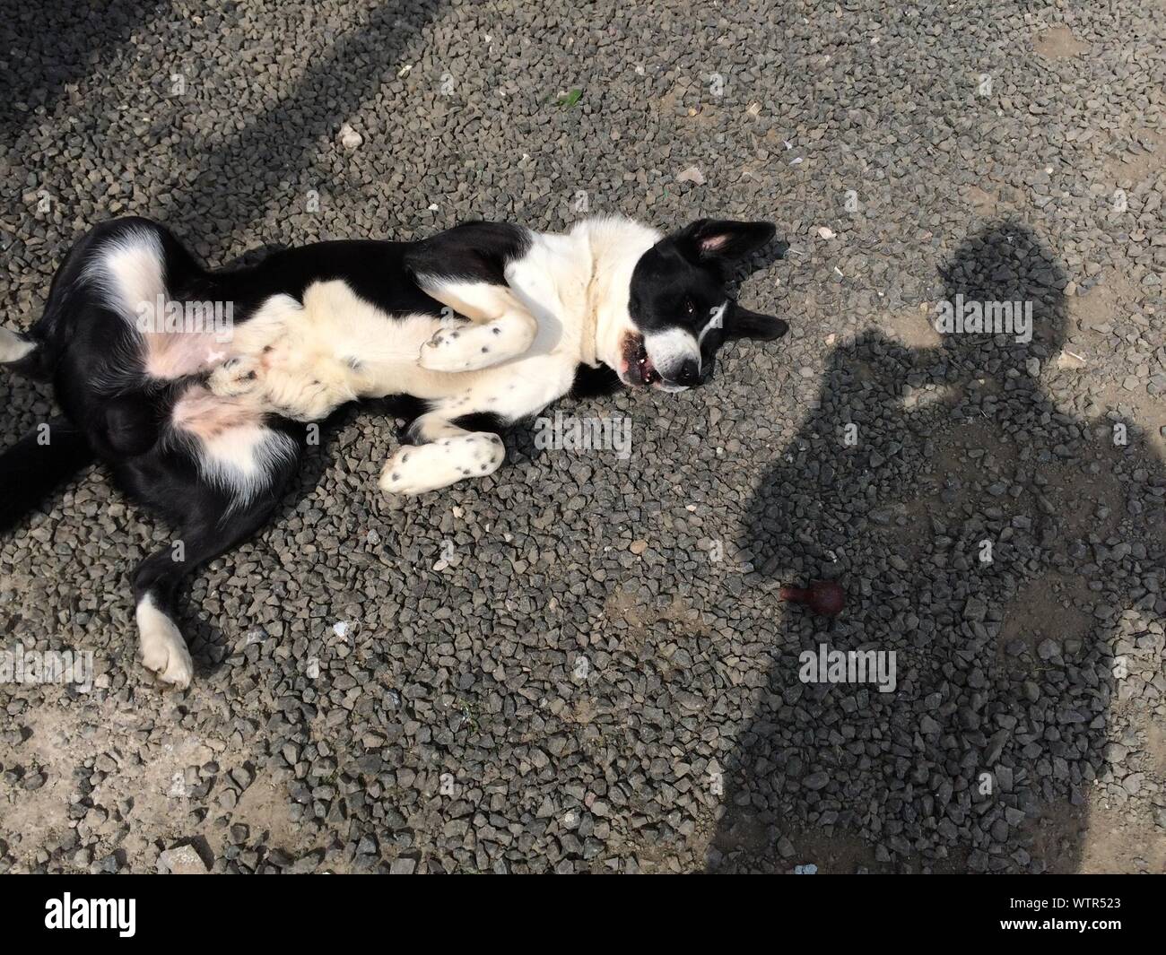 Man and border collie hi-res stock photography and images - Alamy