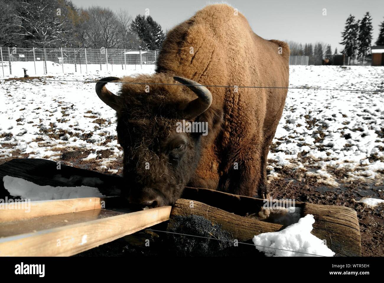 Bison drinking water hi-res stock photography and images - Alamy