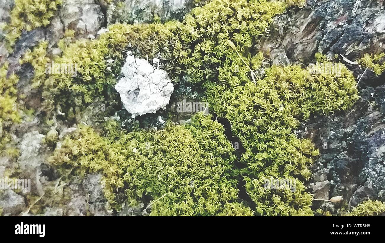 Lichen Log High Resolution Stock Photography and Images - Alamy