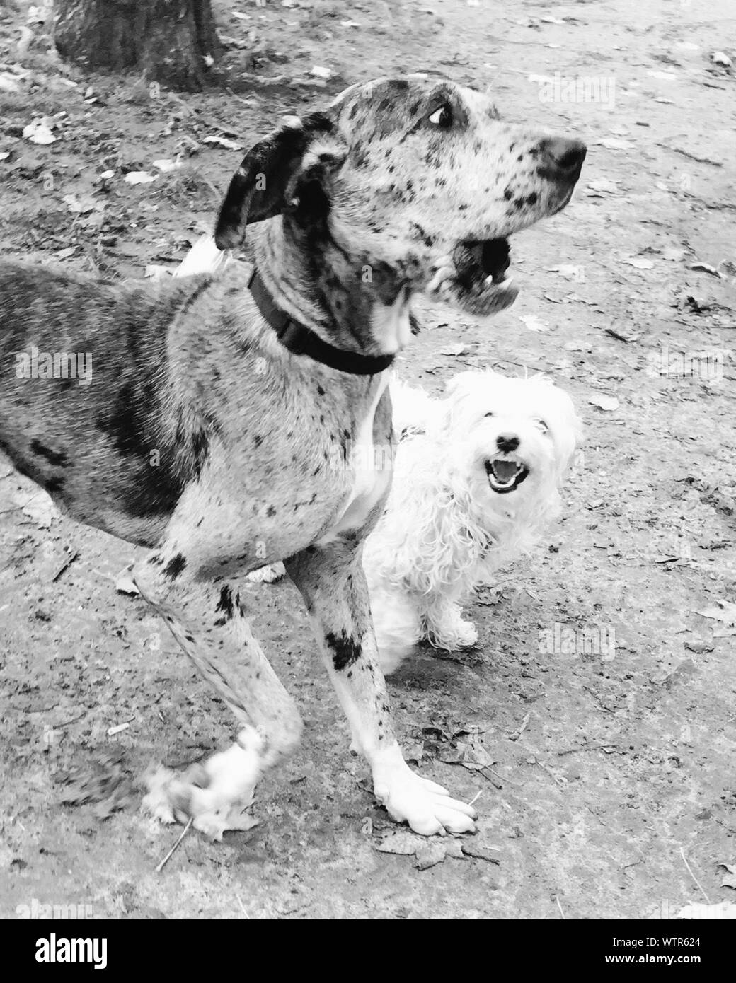Snarling dog Black and White Stock Photos & Images - Alamy