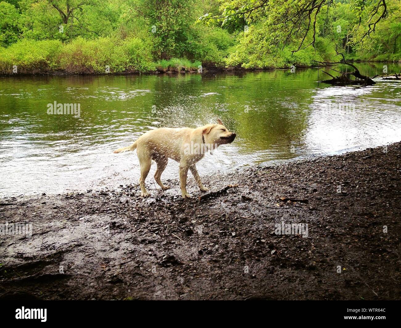 Dog shaking water river hi-res stock photography and images - Alamy
