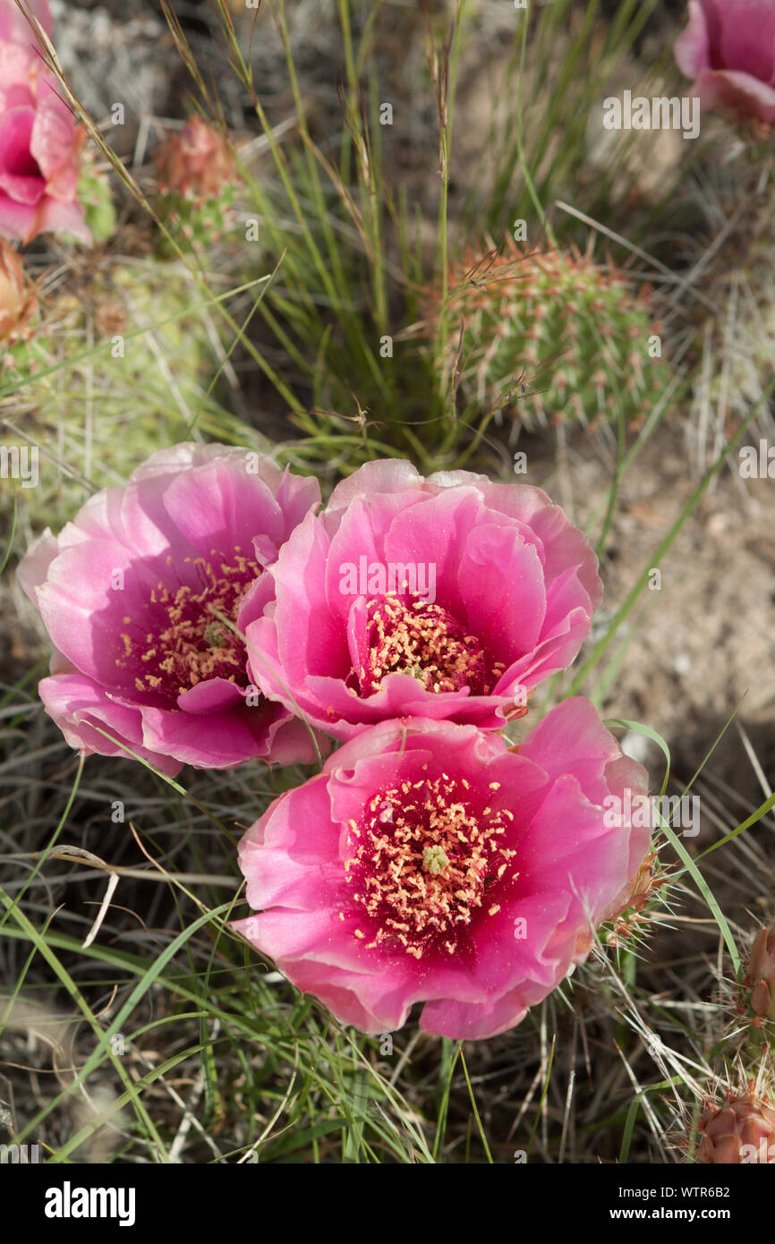 Pink prickly pear cactus blossoms in grassy, prairie habitat Stock ...