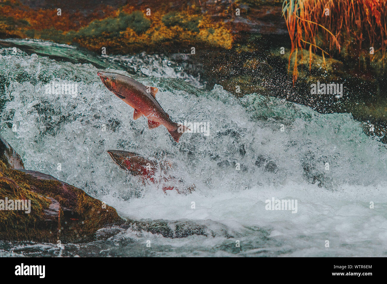 Trout jumping hi-res stock photography and images - Alamy