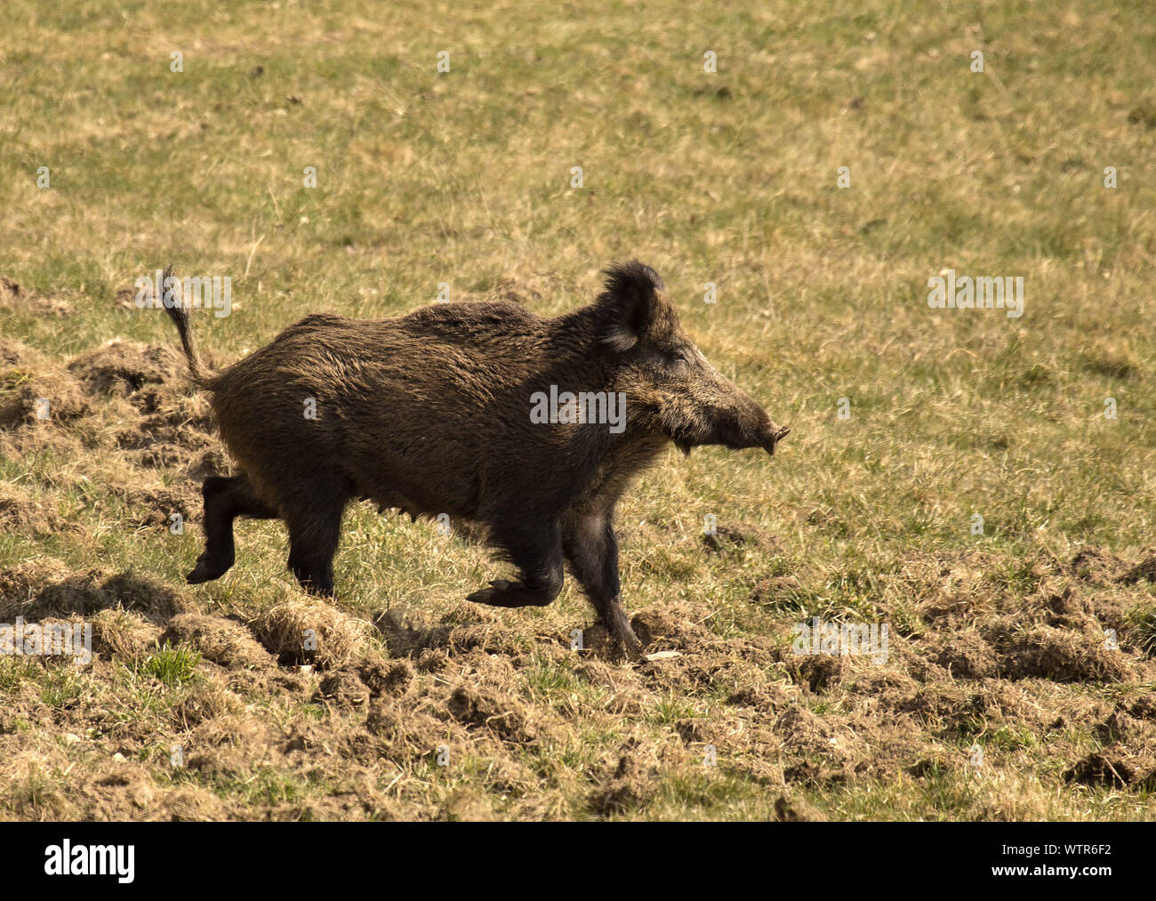 Pig running hi-res stock photography and images - Alamy