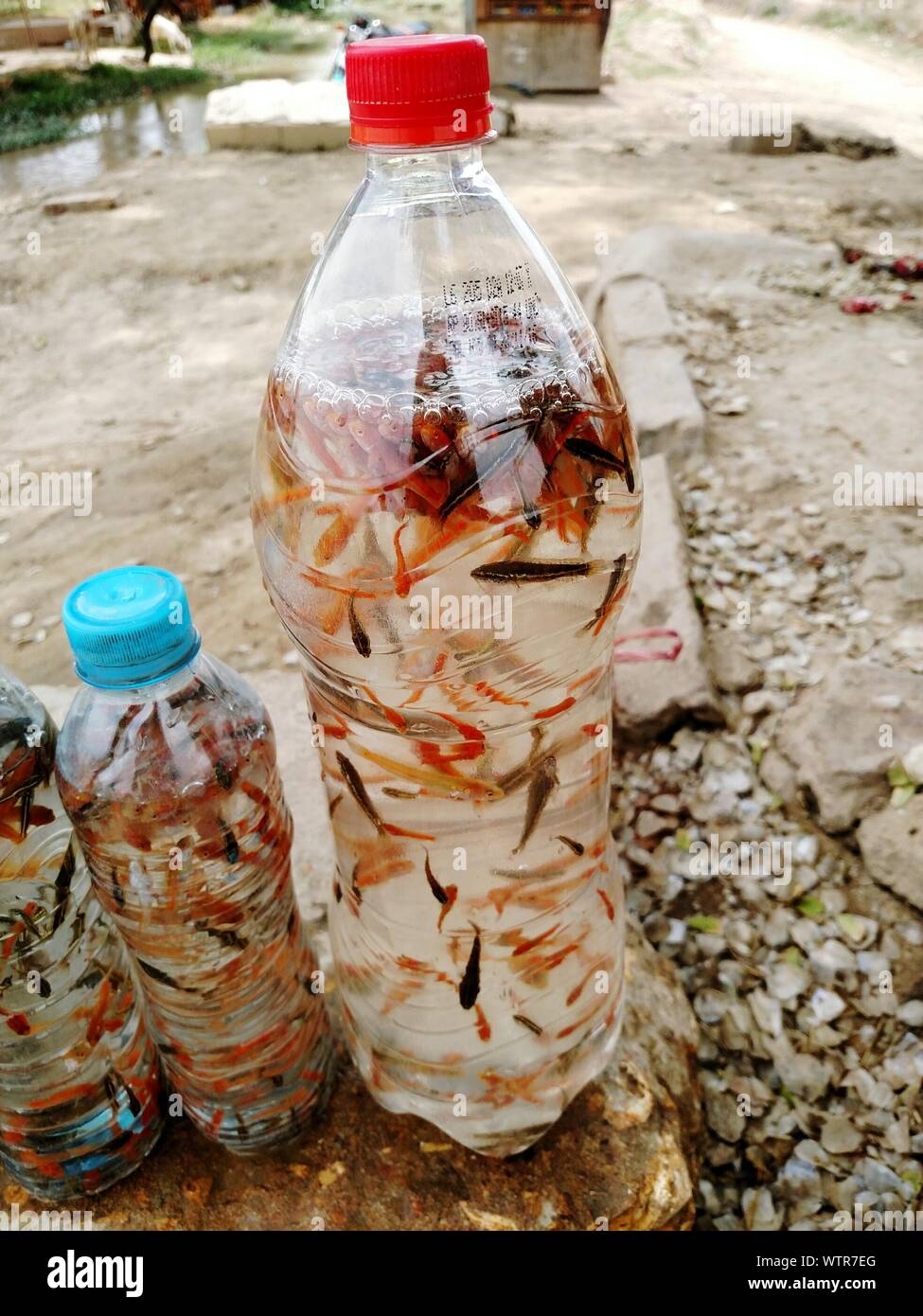Fish in bottle hi-res stock photography and images - Alamy