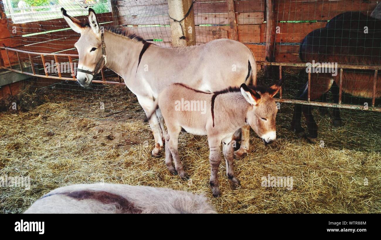Foal In Animal Pen High Resolution Stock Photography and Images - Alamy