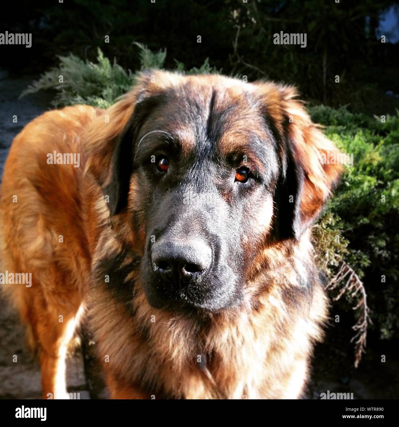 Leonberger portrait hi-res stock photography and images - Alamy