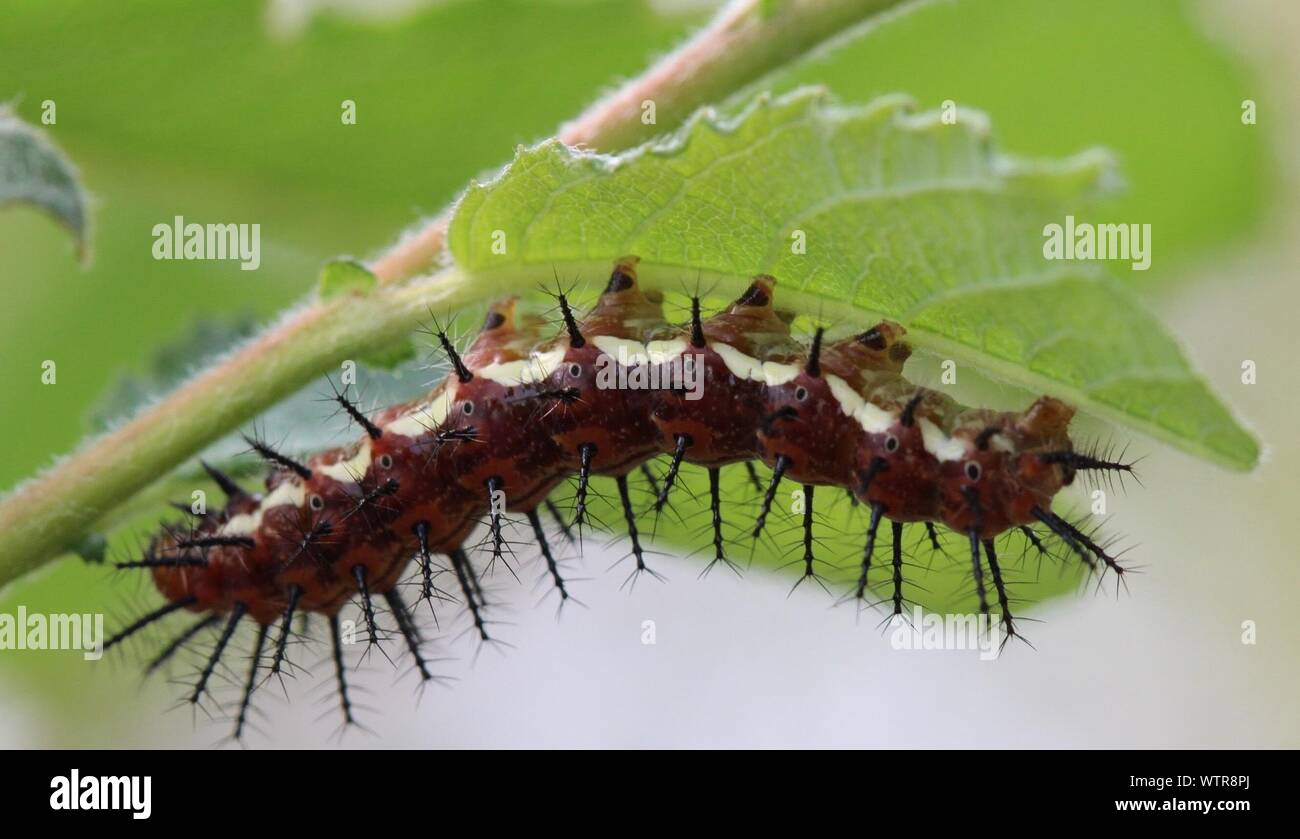 Caterpillar feeding hi-res stock photography and images - Alamy
