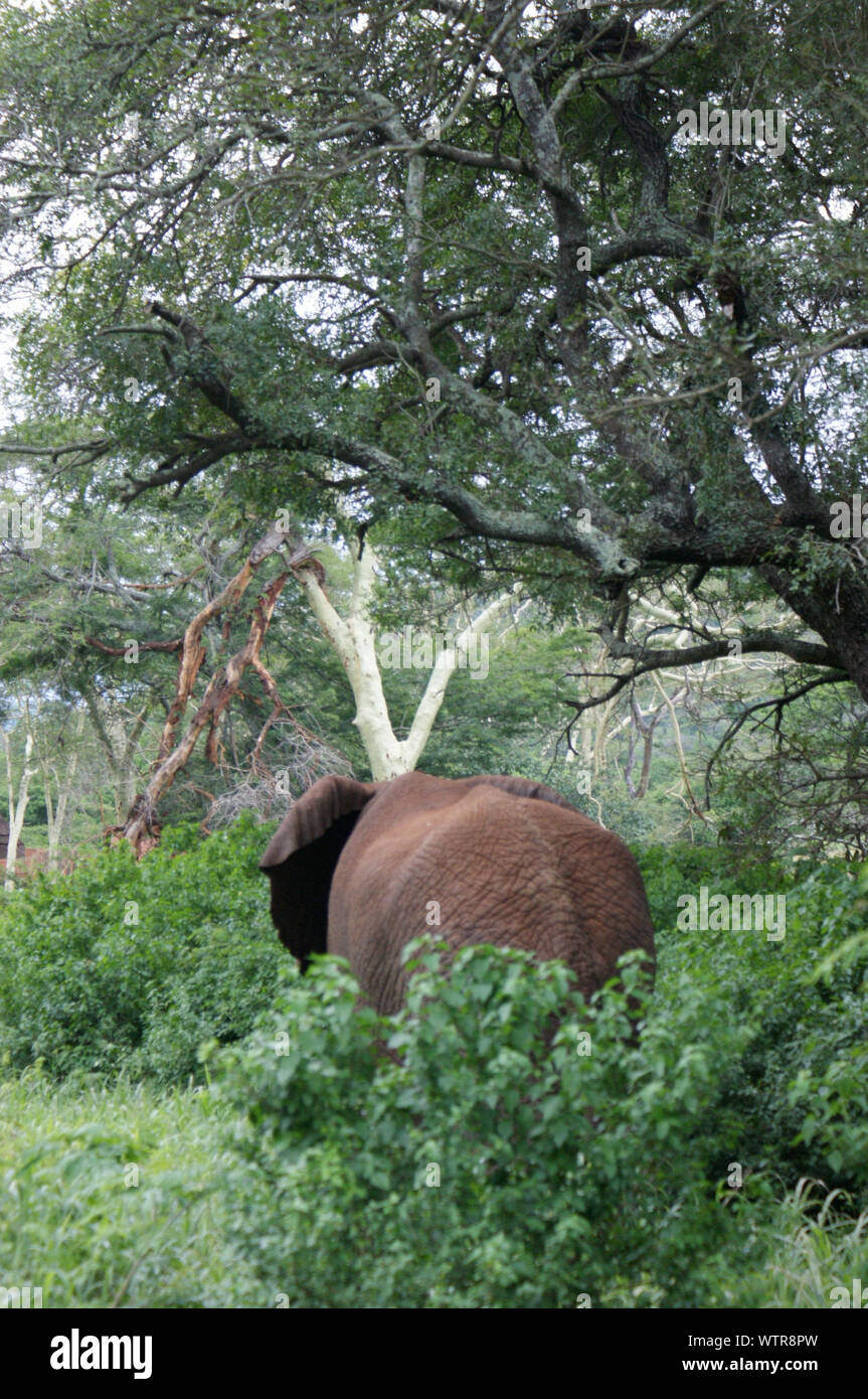 Rear View Of Elephant High Resolution Stock Photography and Images - Alamy