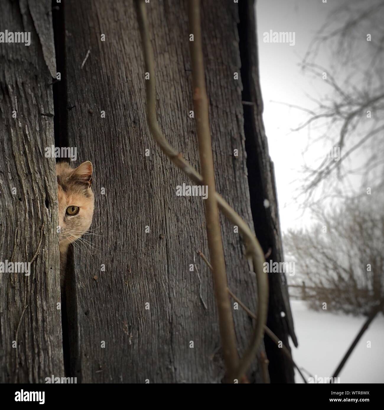 Peeping cat hi-res stock photography and images - Alamy