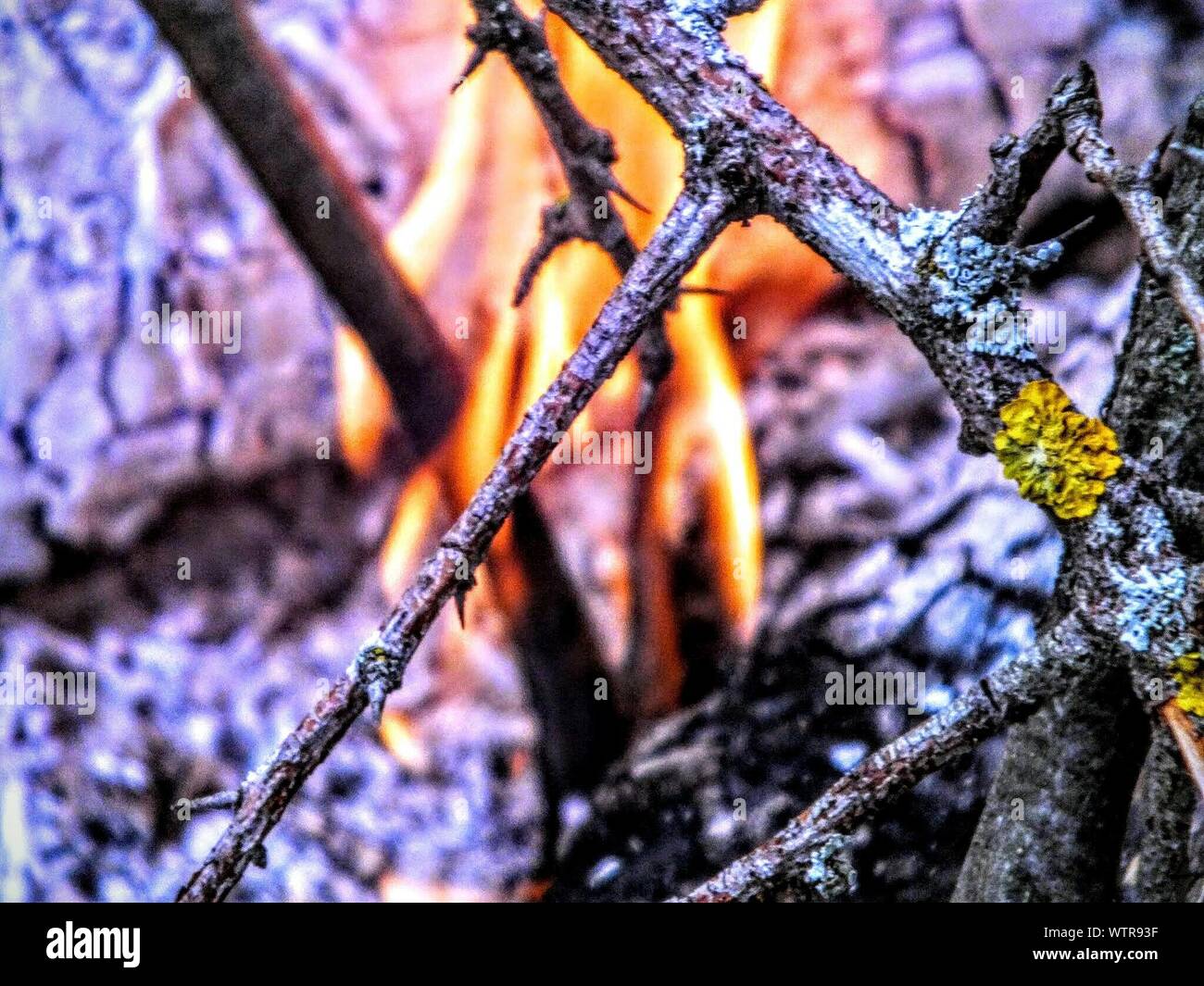 Sticks on fire plant hi-res stock photography and images - Alamy