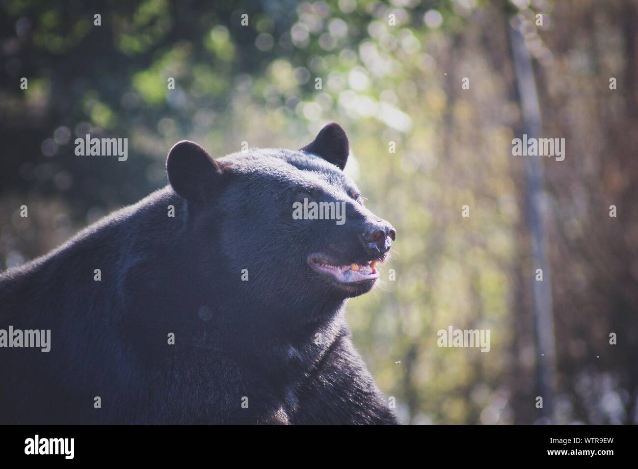 Black forest bear hi-res stock photography and images - Alamy