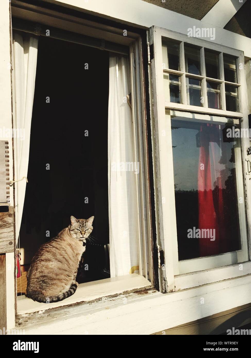 Cat Looking Through Window Stock Photo - Alamy