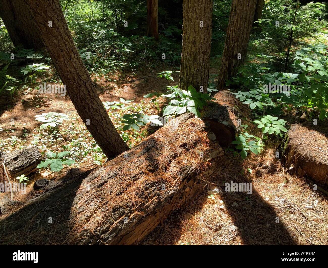 Broken log hi-res stock photography and images - Alamy